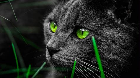 Black Cat Hd Wallpapers Wallpaper Cave