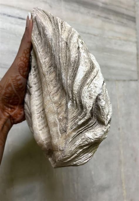 what is this fossil r fossilid