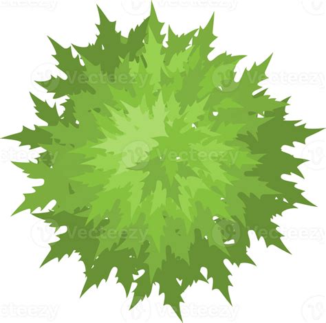 Trees Top View PNG