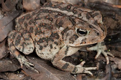 Identifying Cane Toads In Swfl Cane Toad Size Comparison