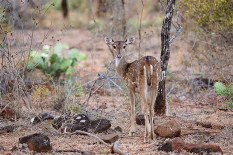 Chital