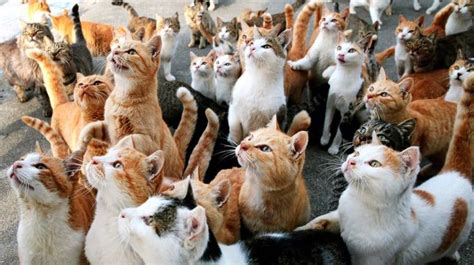 Why Humans Are Obsessed With Cats Annals Of Obsession The New