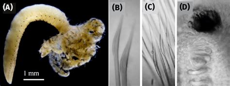 Hypsicomus Sp 2 A Entire Worm B Winged Capillary Setae C