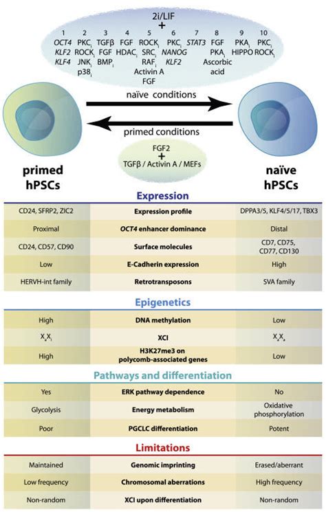 Defining Human Pluripotency Atilgan Yilmaz