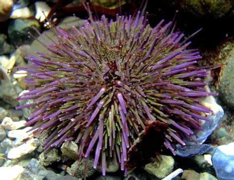 15 Types Of Sea Urchins Species Identification And Photos
