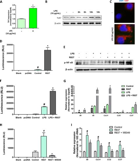 Tlr7 Activation By Mir 21 Promotes Renal Fibrosis By Activating The Pro Inflammatory Signaling