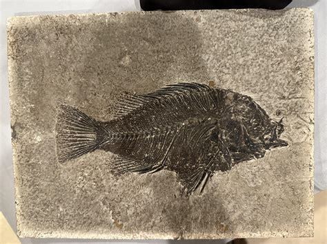 pls help id if it s real and how much it s worth r fossils