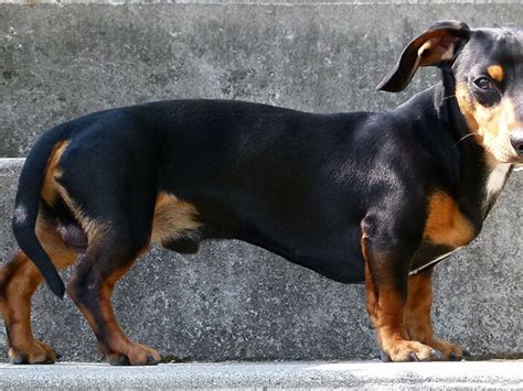 Dachshund Doberman Mix