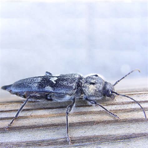 Taladro De La Madera Hylotrupes Bajulus Picture Insect