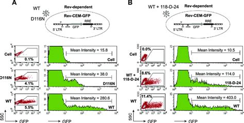 Preintegration Transcription Occurring At A Homogenously Low Level A Download Scientific