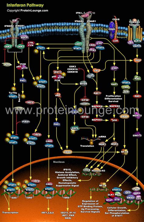 Biological Databases And Tools Interferon Pathway Protein Lounge