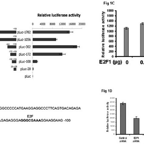 transcriptional regulation of rankl gene promoter download scientific