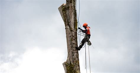 Must Have Tree Climbing And Rigging Gear For New Arborists Monarch Rope