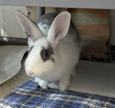 Jane Is Available For Adoption