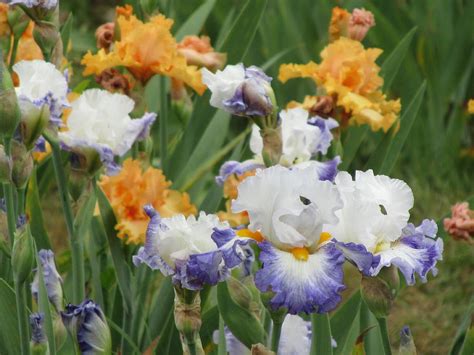 Alizes Iris Photograph By Iris Prints Pixels