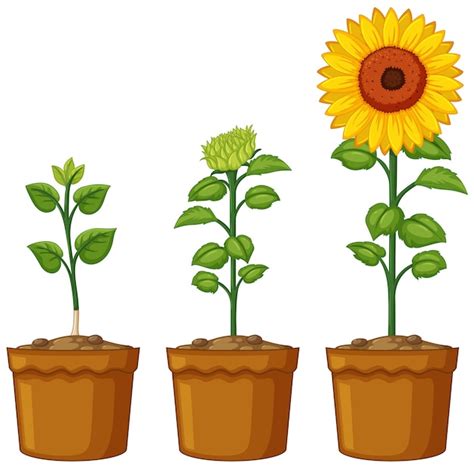 Plant Growing Clipart Vectors And Illustrations For Free Download Freepik