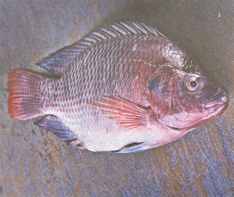 Que Es Mojarra En Ingles At Ruby Mcdougall Blog