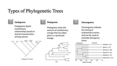 Phylogenetic Tree Construction Step By Step Pptx Biological