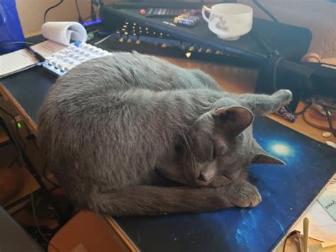 Saved A Stray Kitty After Her Mom And Brother Were Poisoned Shes A