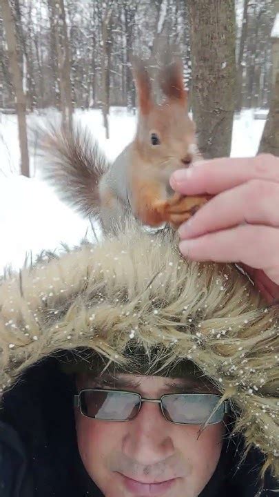 Ещё про белку и орех More About Squirrel And Nut Youtube