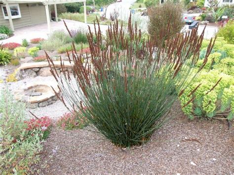 Cape Rush Aka Chondropetalum Tectorum Live Plant Fit 5 Gallon Pot