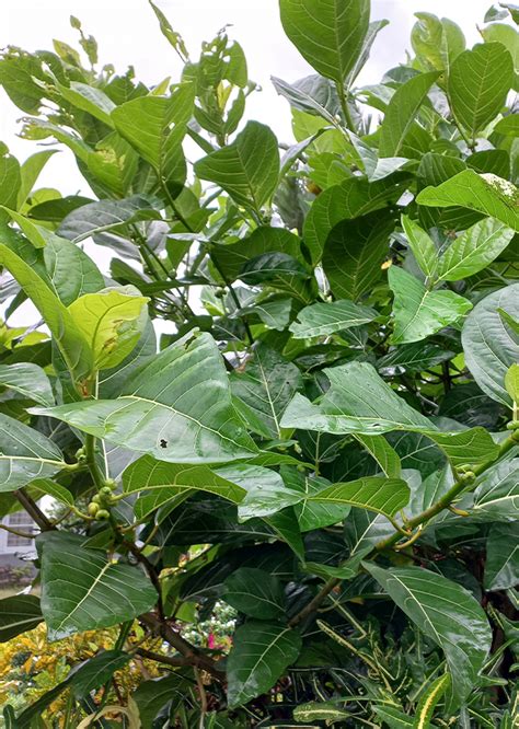 ⭐ 💥 Ficus Septica The Herb Shed