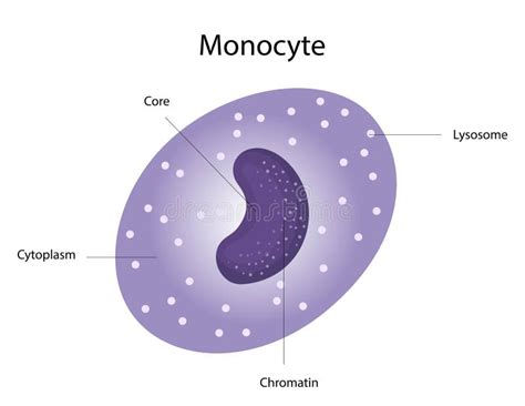 Monocyte Diagram Labeled