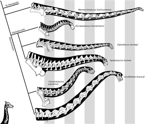 Necks Of Sauropods Sauropod Skeleton Anatomy Shunosaurus Sauropod