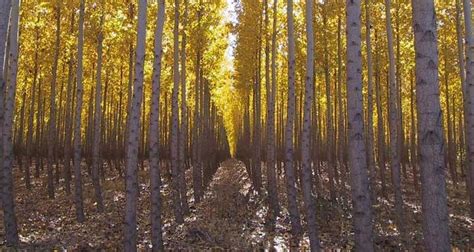 Tree Glue Priscillawoolworth Com