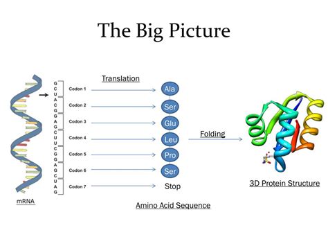 Ppt High Accuracy Scoring Functions For Computational Protein