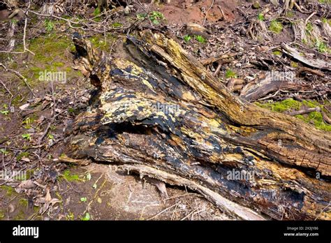 Close Up Showing A Large Fallen Tree Trunk Left To Rot In Place On A