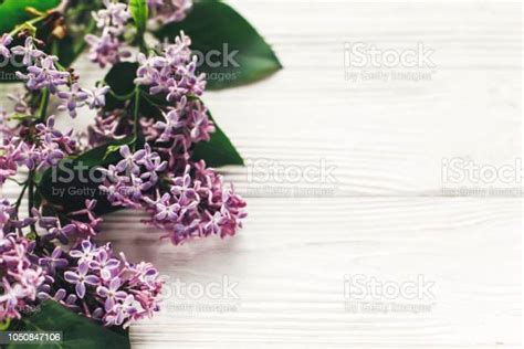 소박한 흰색 나무 바탕에 아름 다운 라일락 꽃 보기 가기 텍스트를 위한 공간입니다 인사말 카드입니다 지구의 날입니다 행복 한 어머니 여자 하루입니다 에코입니다 안녕하세요 봄