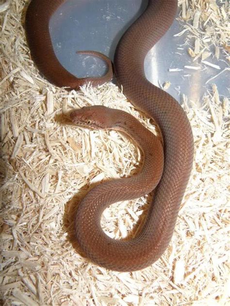 Pygmy Python Pair With Photo S Aussie Pythons Snakes Forum