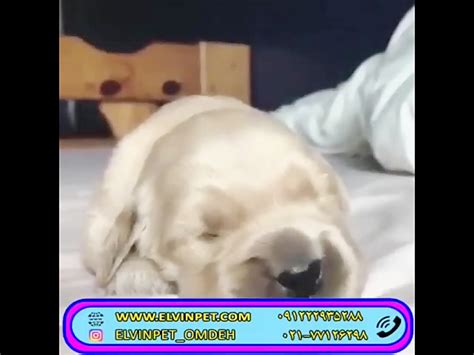 تشویقی سگ 091222935288