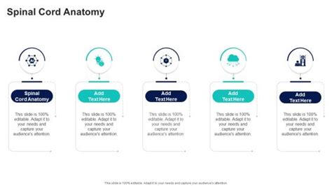 Spinal Cord Anatomy Powerpoint Templates Slides And Graphics