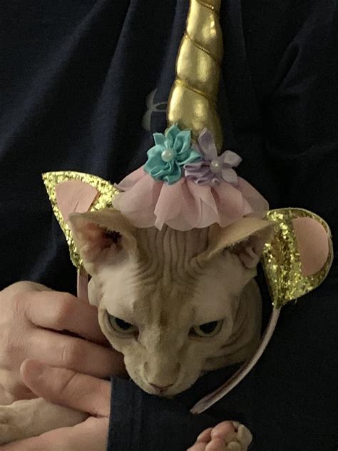 This Is My Peeb R Sphynx