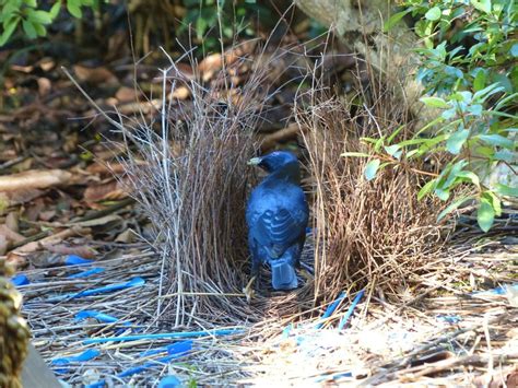 What Is The Courtship Ritual Of The Bowerbirds Birdful