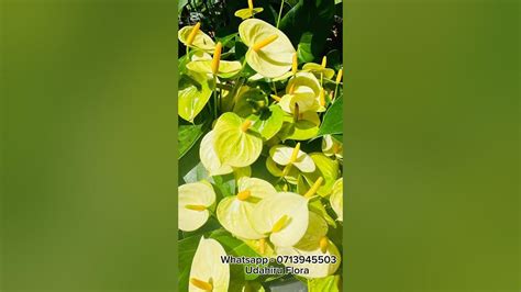 🦋පැල පොඩි උනාට කමක් නෑ අඩුවට දෙන්න කියන ලමයින්ට මේ පැකේජ් එක වර්ග ගොඩකින් එකතුවක් Youtube