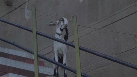 「sairs」の画像 44 件の Stock 写真、ベクターおよびビデオ Adobe Stock