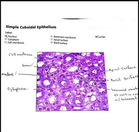 Please Help Label This Simple Cuboidal Epithelium Did I Label This Correctly Simple Cuboidal
