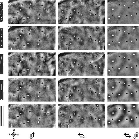 Direction And Orientation Maps Evoked By Various Visual Patterns The
