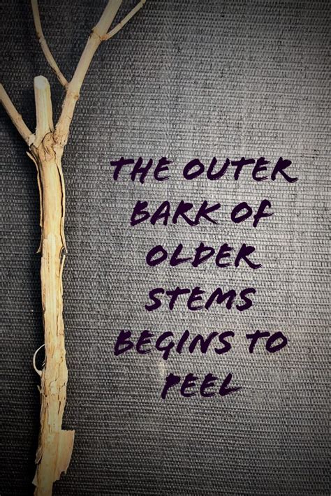 How To Prune Mop Head Hydrangeas Surfing Hydrangea Nursery Inc