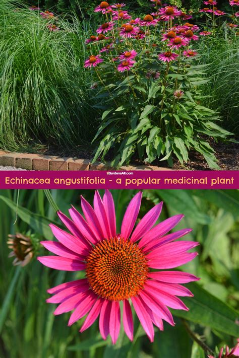 Medicinal Echinacea Plants The 3 Most Popular Varieties Gardensall