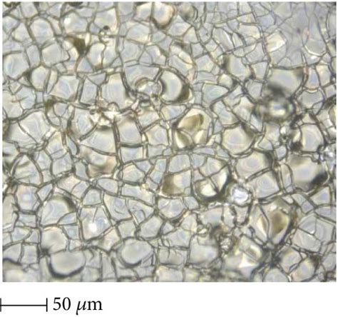 comparison of microscopic photographs of the film surface immobilized