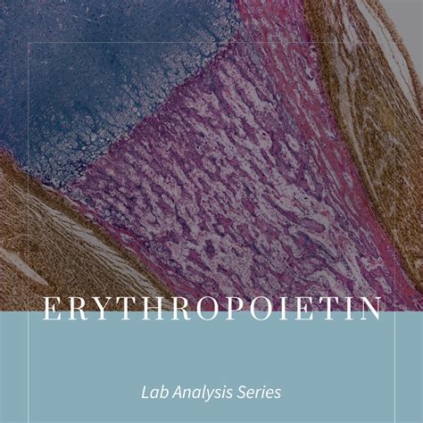 Erythropoietin What Highs And Lows Mean In Pregnancy Sarah Thompson Functional Maternity