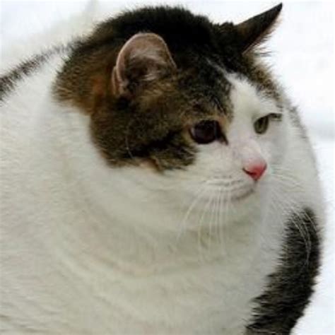 Stefan David Youtube