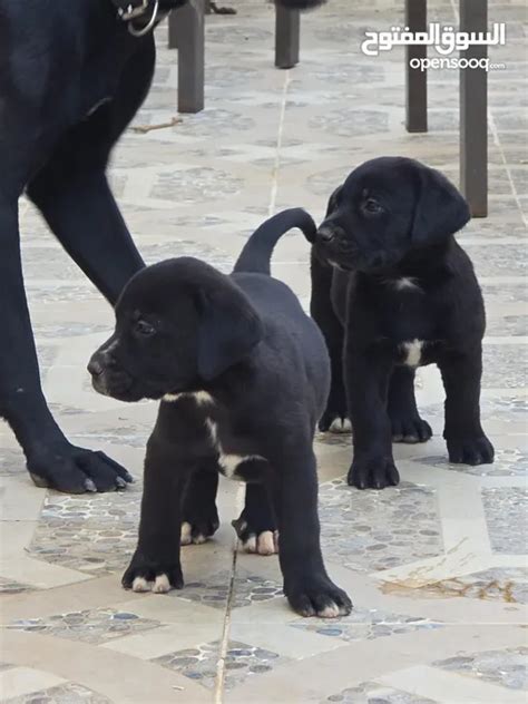 Cane Corso Puppies كلاب عمان دابوق 246423801