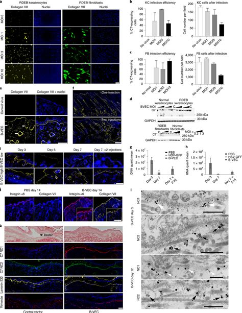 Collagen Vii C7 Expression In Primary Rdeb Patient Cells Rdeb Mice