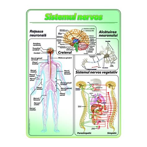 Sistemul Nervos Furnissa Ro