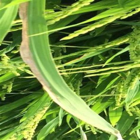 Disease Detection On Crops Object Detection Dataset And Pre Trained